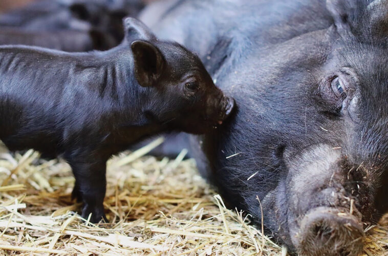 Era of the Southern Hog – Grit | Rural American Know-How